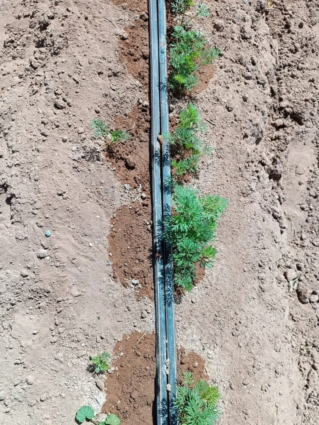 Drip Irrigation — MIT GEAR Lab