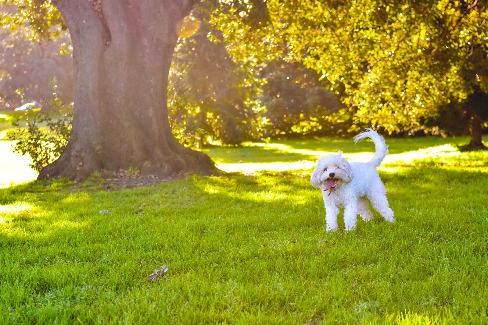 Family Photographer | Light & Tangye Photography | Sydney
