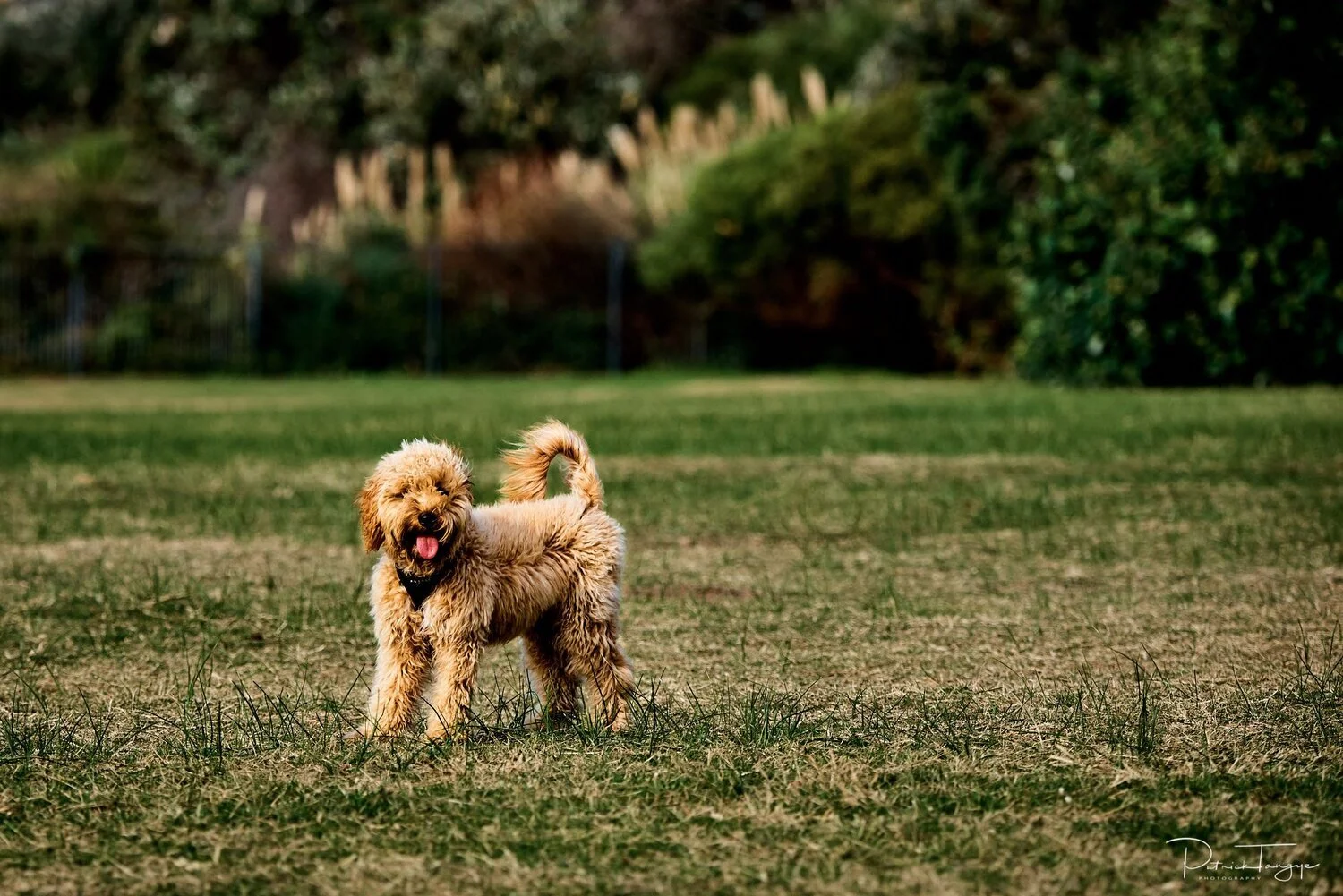 Sydney Family Photographer | Light & Tangye Photography