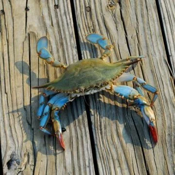 Washington Crab