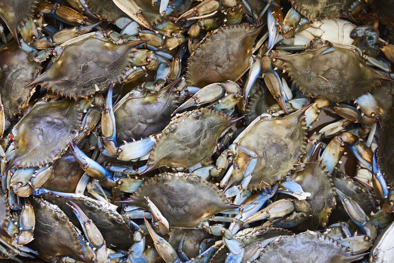Washington Crab Online Shop — Washington Crab