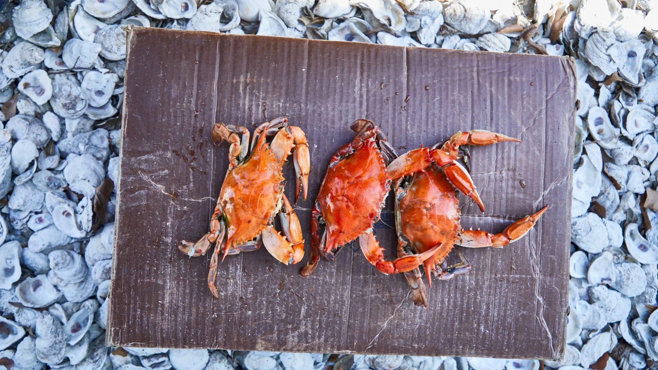 Contact Washington Crab — Washington Crab