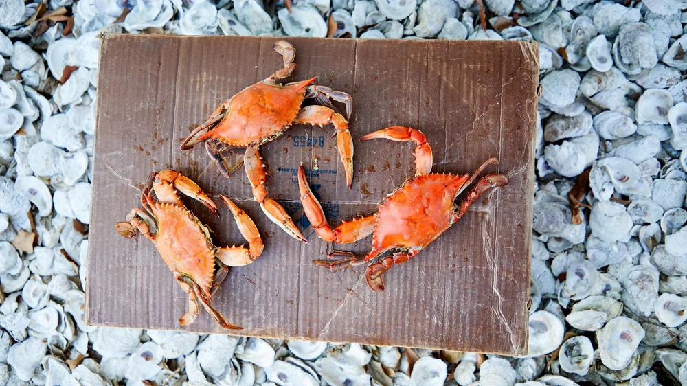 Washington Crab Wholesale — Washington Crab