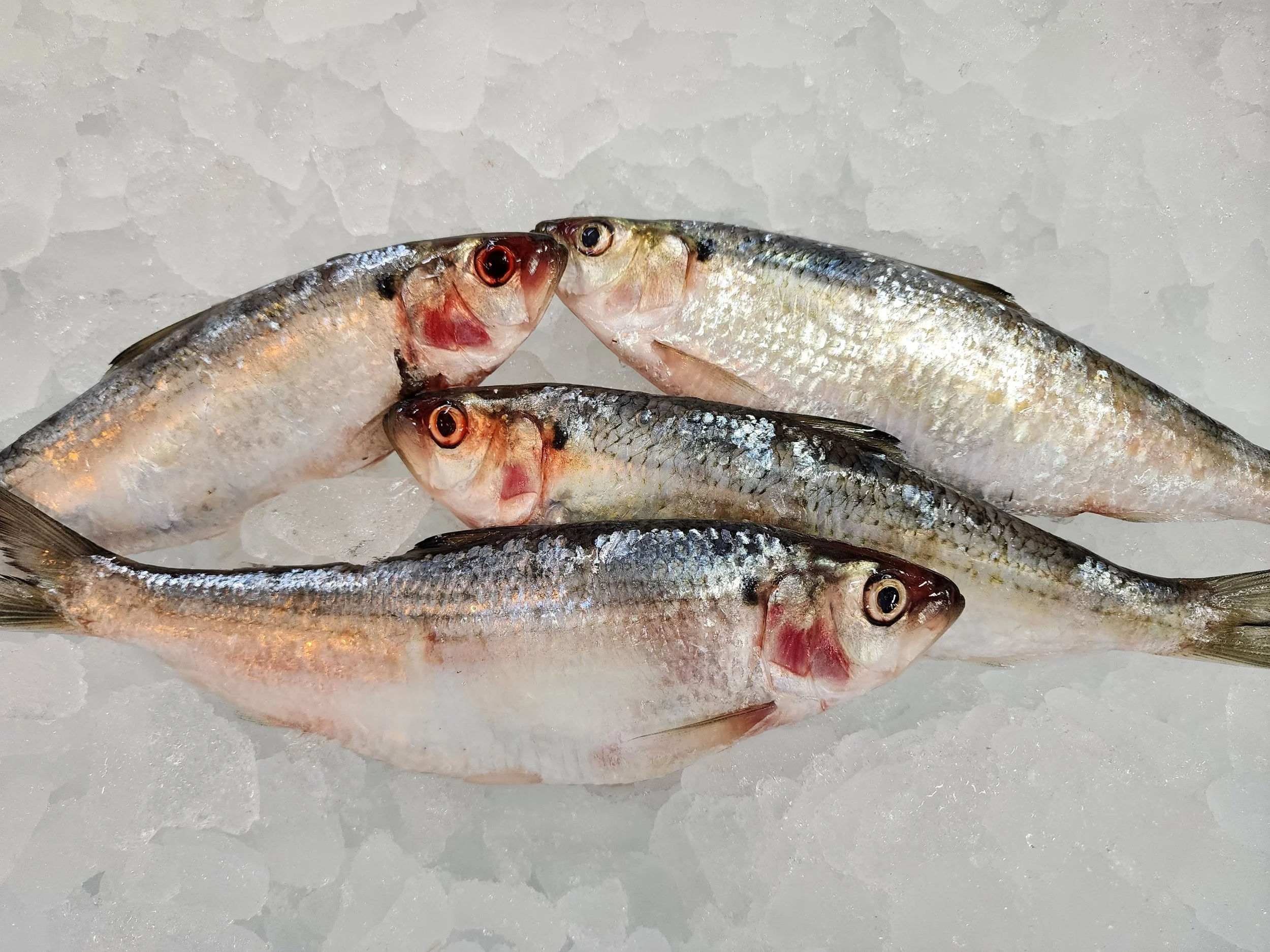 Shop — Washington Crab