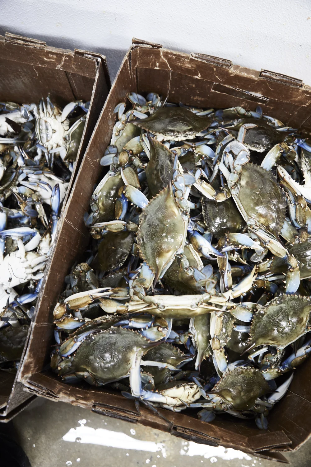 Washington Crab Wholesale — Washington Crab