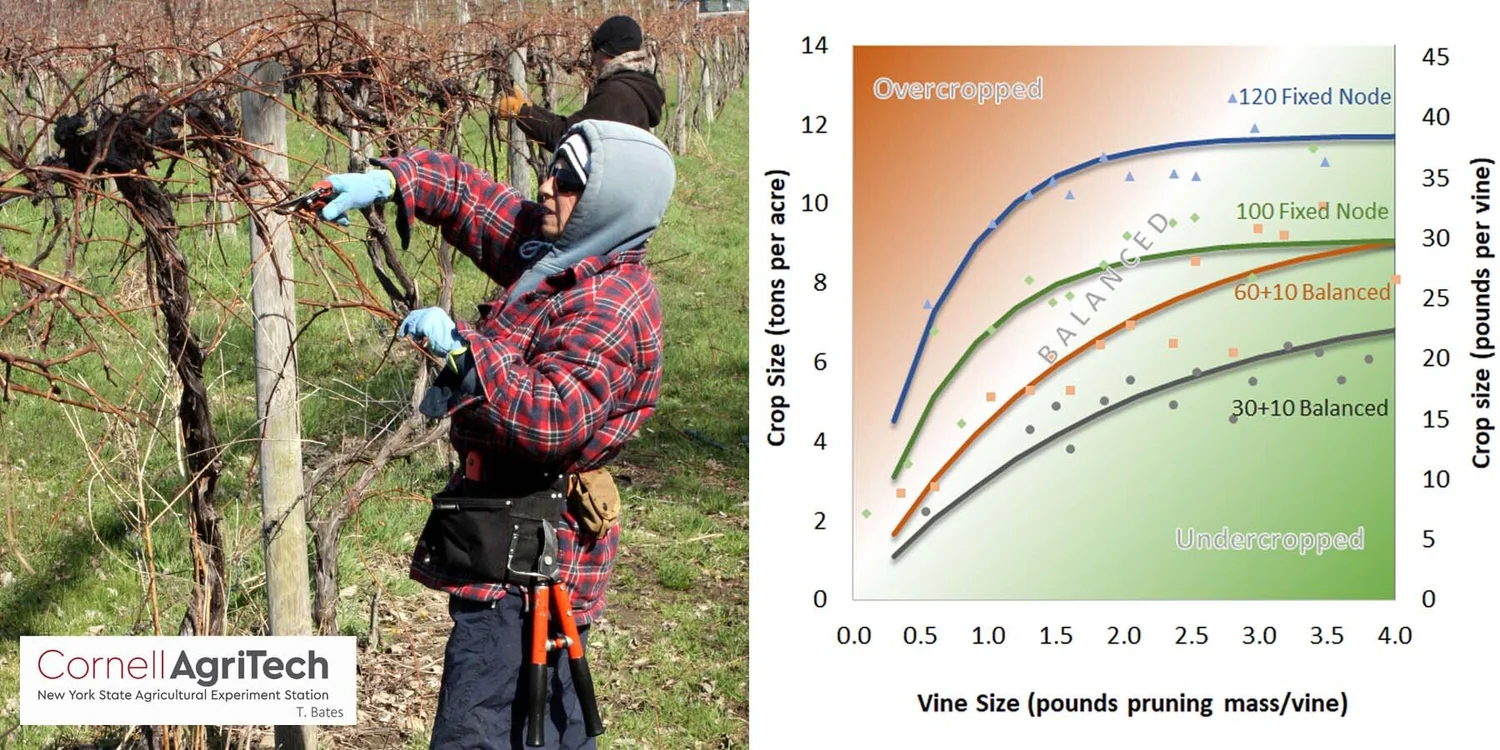Vine Size, Pruning Severity, and Vine Balance — Efficient Vineyard - T ...