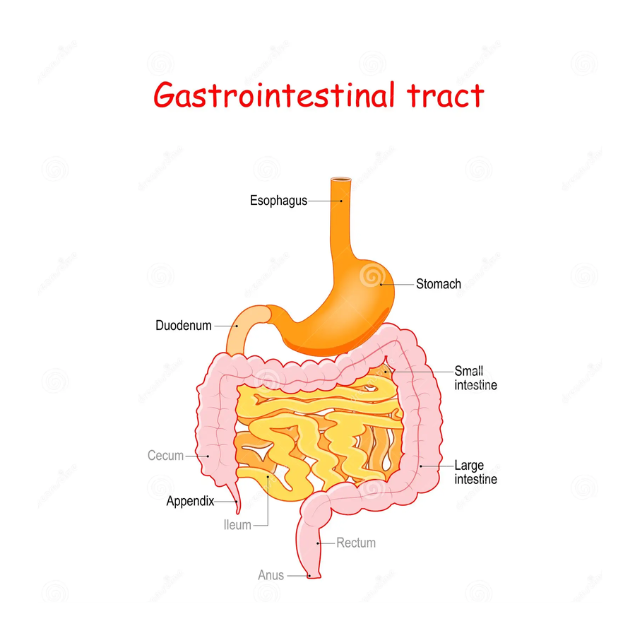 Thorne Pepti-Guard: Natural Support for a Healthy Digestive System ...
