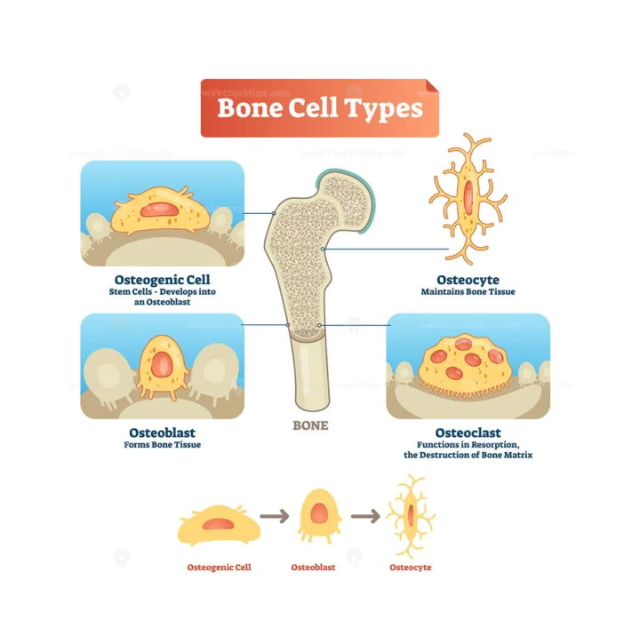 Ortho Molecular Pro Bono for Optimal Bone Health | Puretyclinic.com