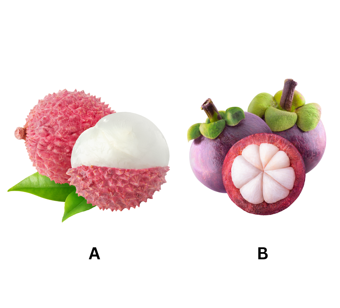 Xymogen Saccharomycin DF: Supporting Gut Health with Probiotic Capsules