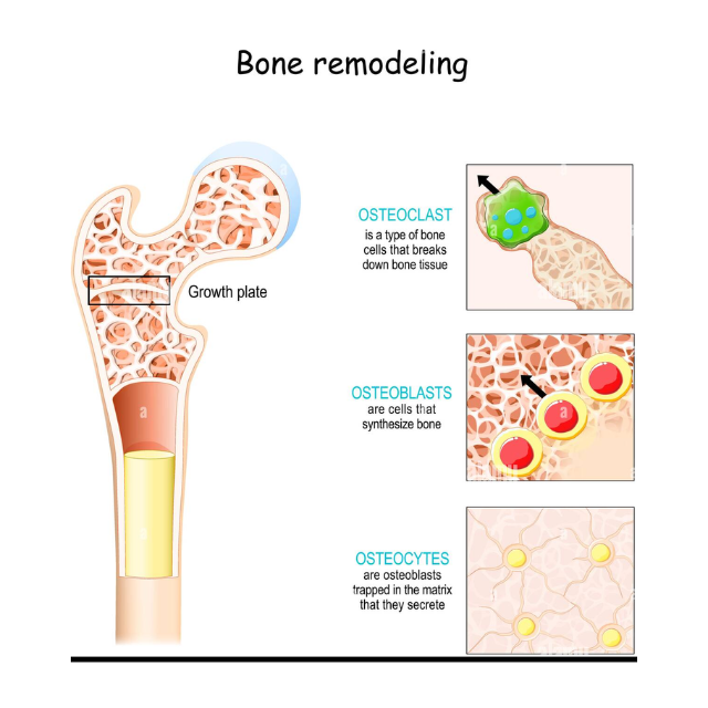 Ortho Molecular Pro Bono for Optimal Bone Health | Puretyclinic.com