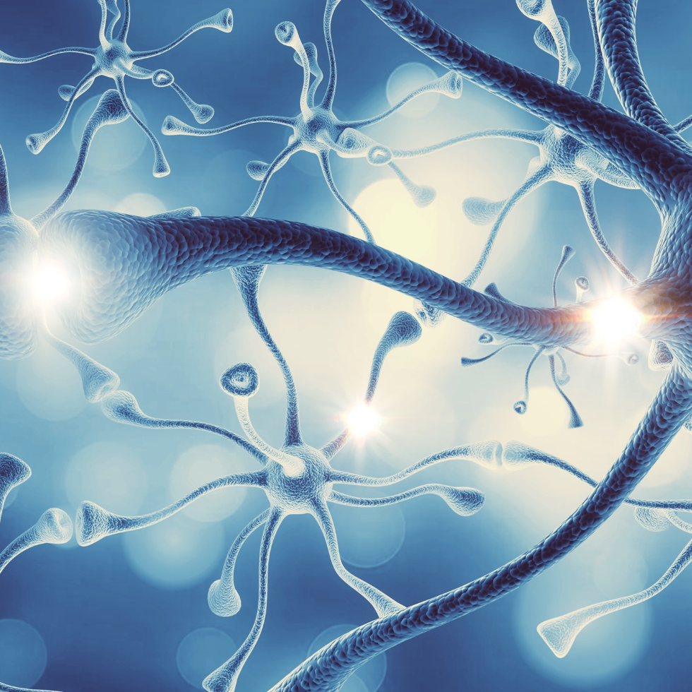 Thorne Nerve Support Complex (Formerly Neurochondria): Boosting Your ...