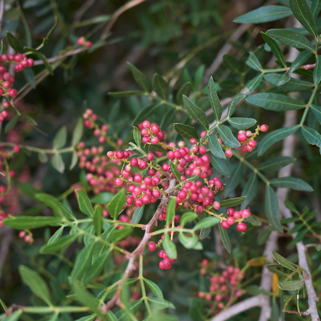 Ortho Molecular Pyloricil: Optimal GastroIntestinal Health ...