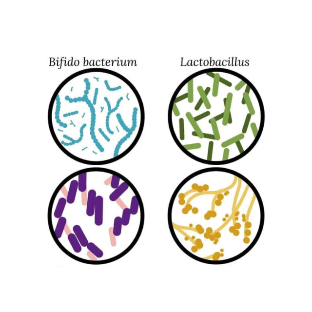 Integrative Therapeutics Probiotic Pearls for Gastrointestinal Support ...