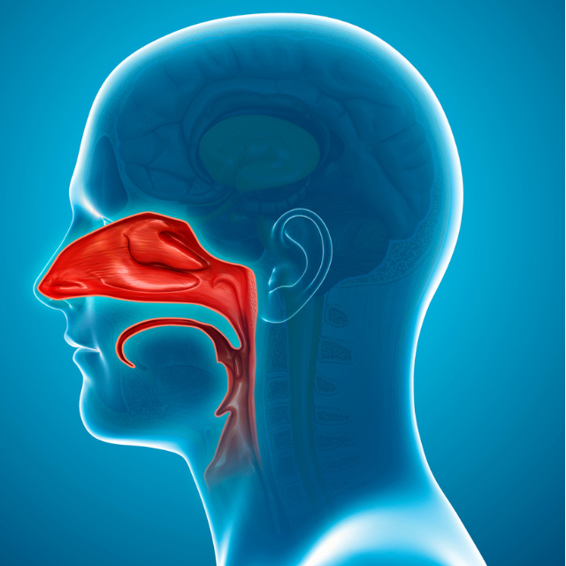 Ortho Molecular Sinatrol: Supporting Sinus Health Naturally ...