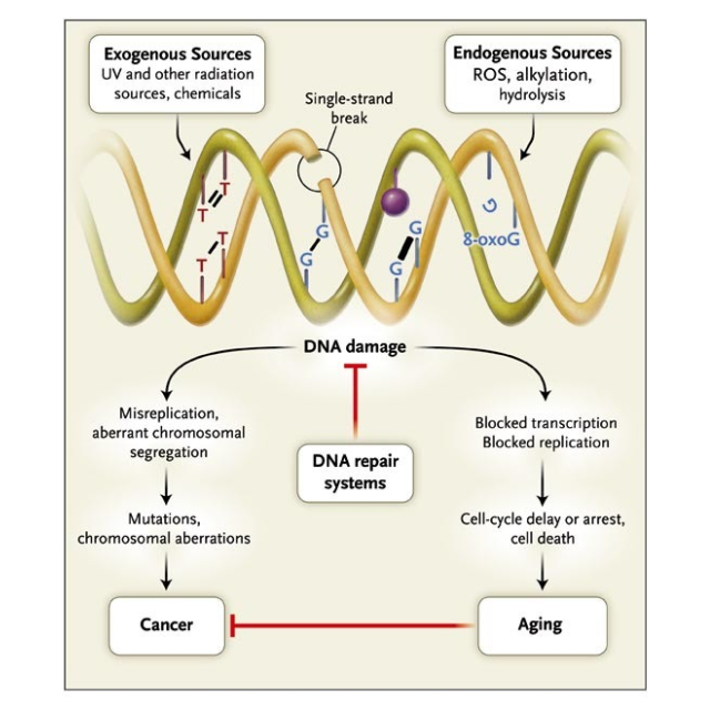 Ortho Molecular Methyl CpG for Methylation Support | Puretyclinic.com