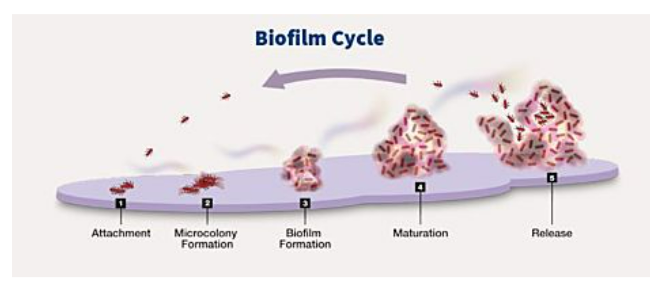 Klaire Labs InterFase Plus: An Effective Biofilm Disruptor