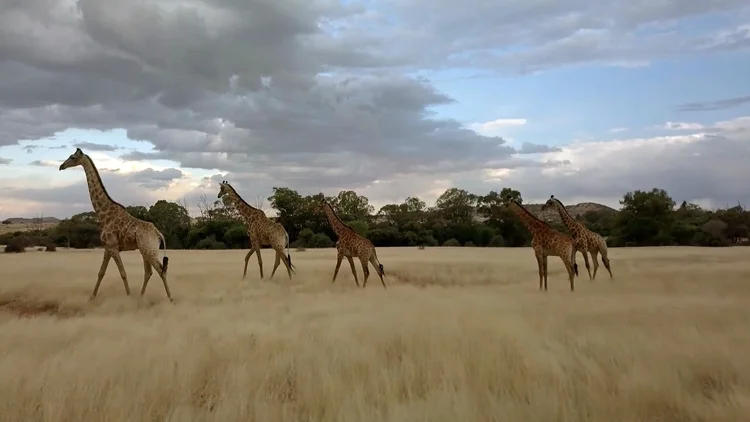 Giraffe Facts — Anne Innis Dagg (AID) Foundation