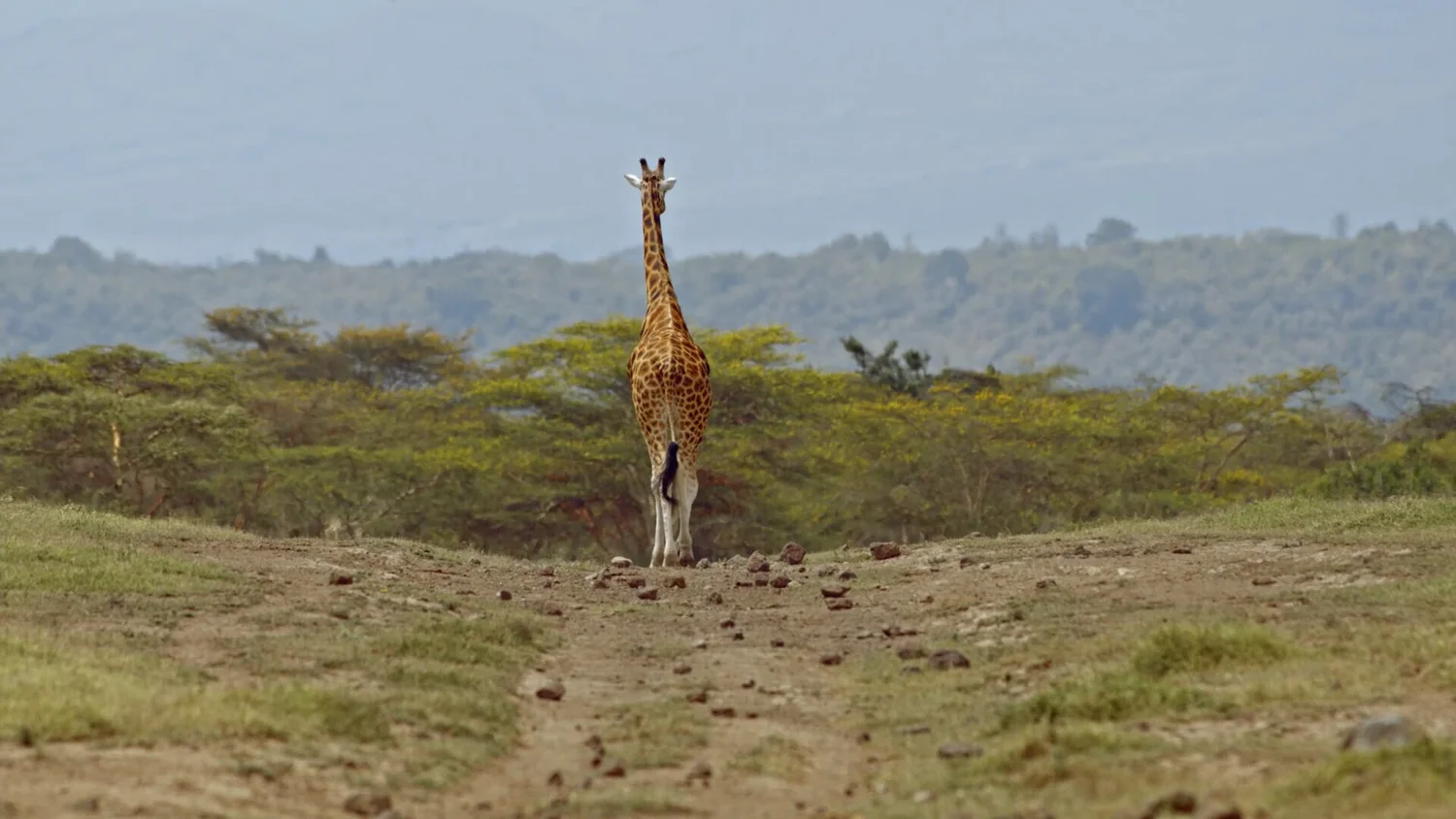 Giraffe Facts — Anne Innis Dagg (AID) Foundation