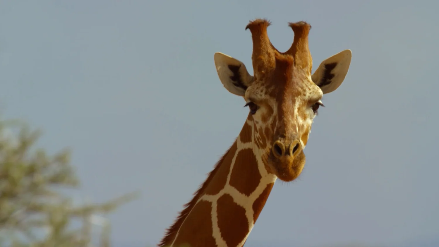 Giraffe Facts — Anne Innis Dagg (AID) Foundation