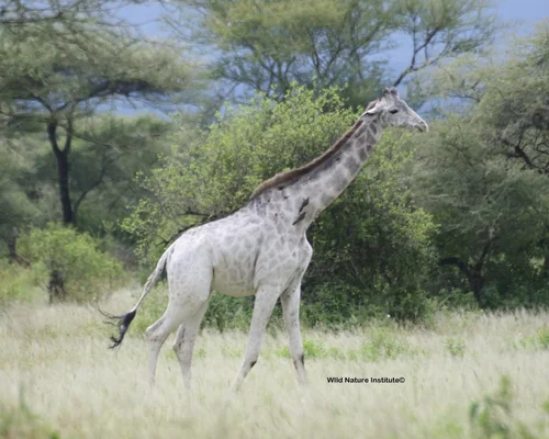 Giraffe Facts — Anne Innis Dagg (AID) Foundation