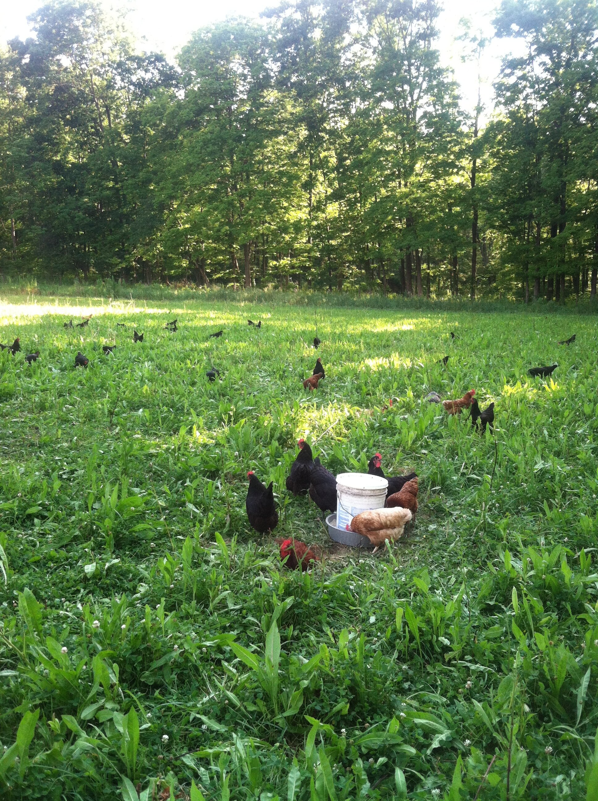 About Us — Four Fields Farm