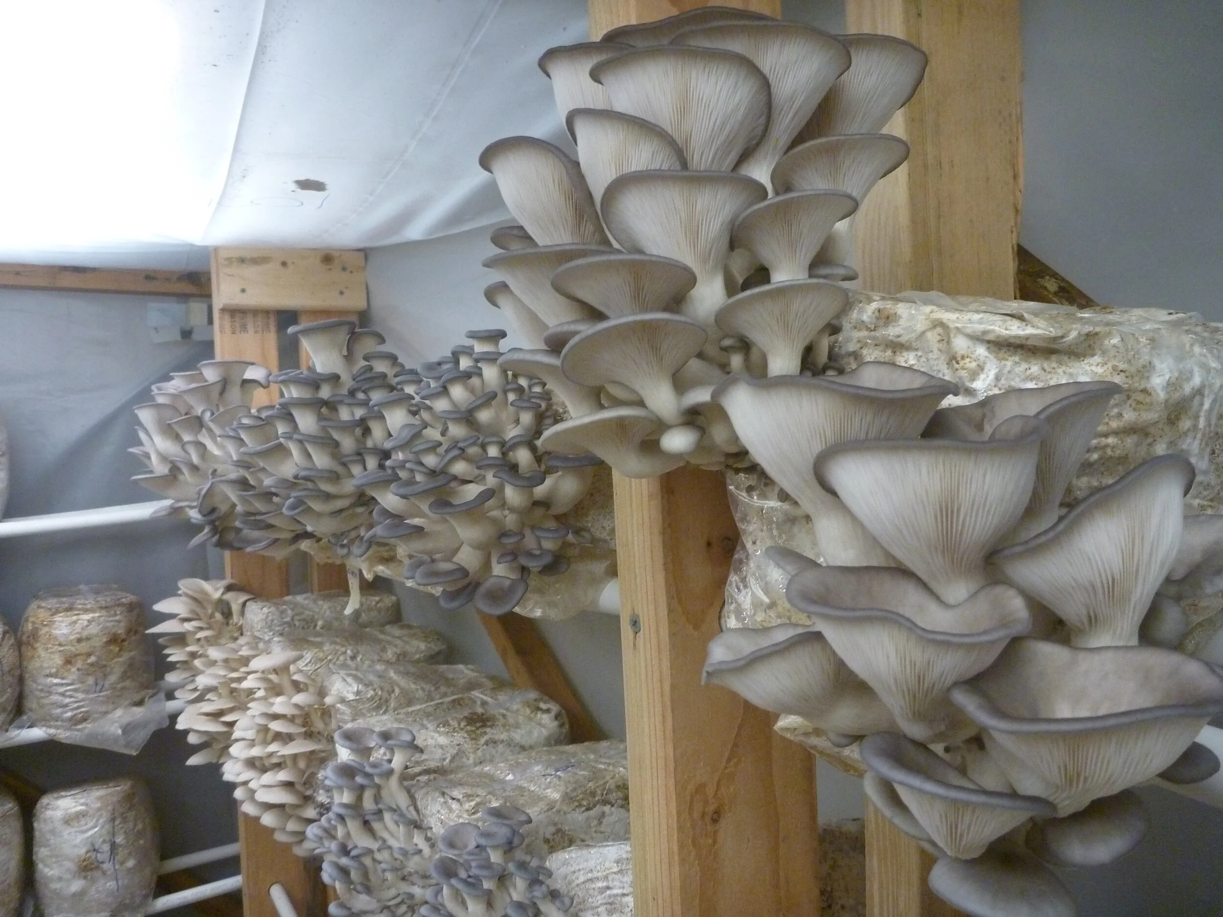 Our Products — Four Fields Farm