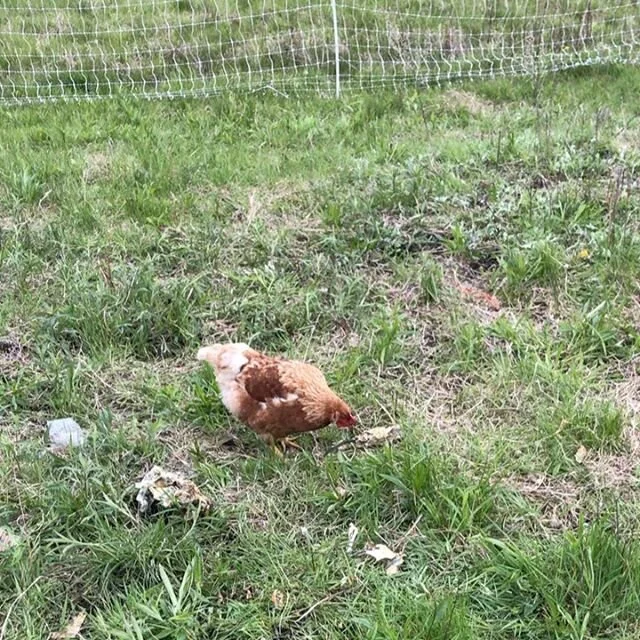 Gallery — Four Fields Farm