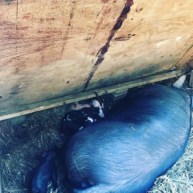 Gallery — Four Fields Farm