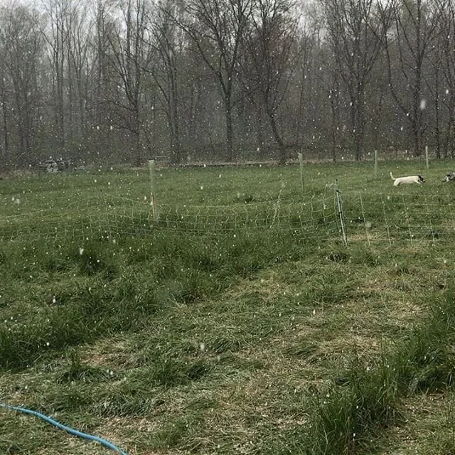 Gallery — Four Fields Farm