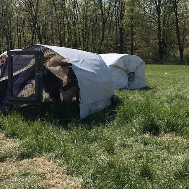 Gallery — Four Fields Farm