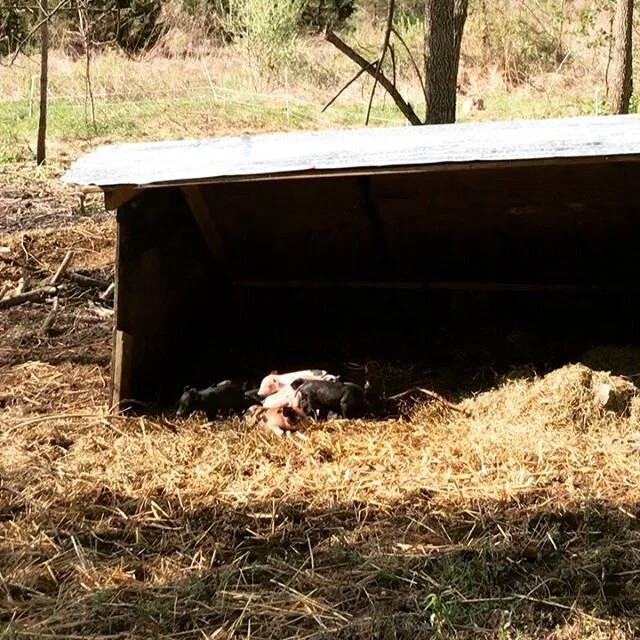 Gallery — Four Fields Farm