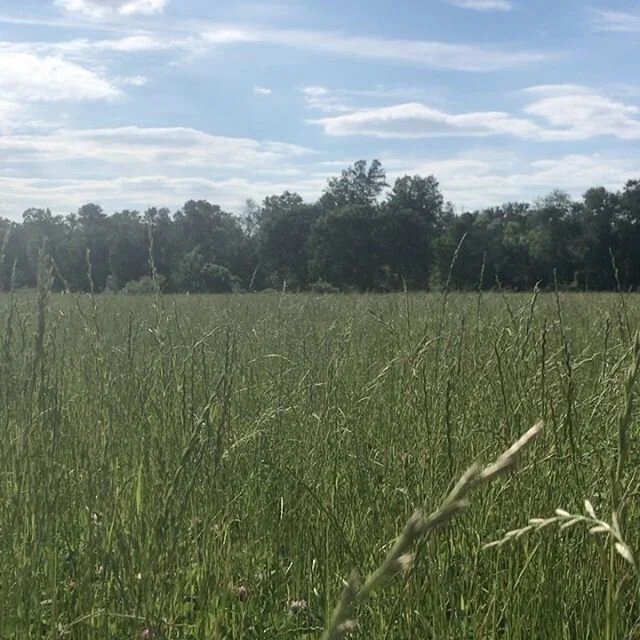 Gallery — Four Fields Farm