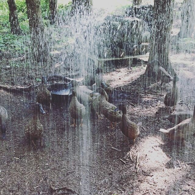 Gallery — Four Fields Farm