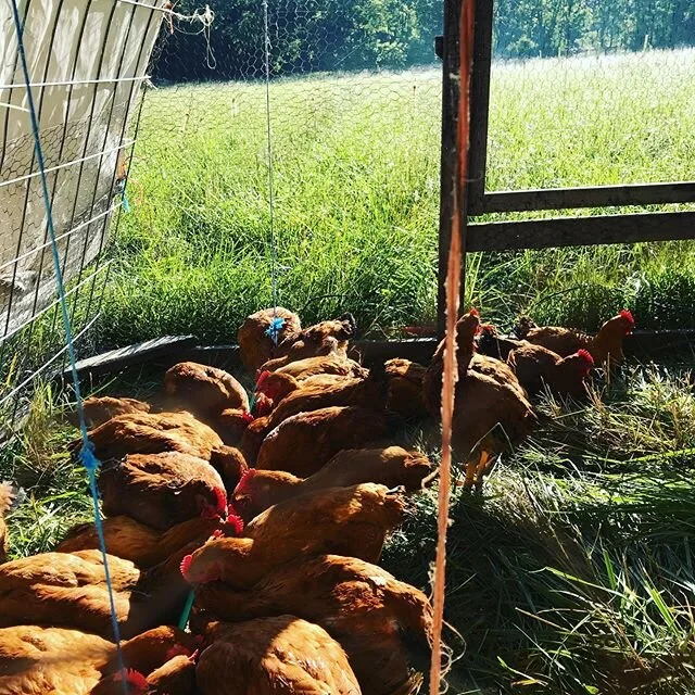 Gallery — Four Fields Farm