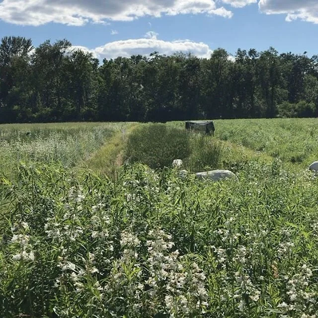 Gallery — Four Fields Farm