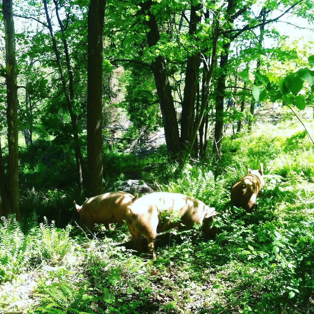 Our Products — Four Fields Farm