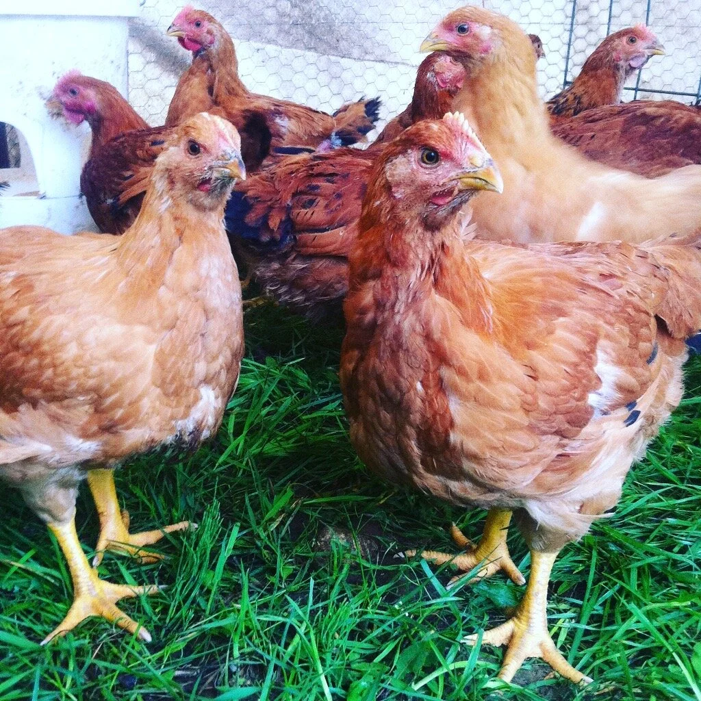 Our Products — Four Fields Farm