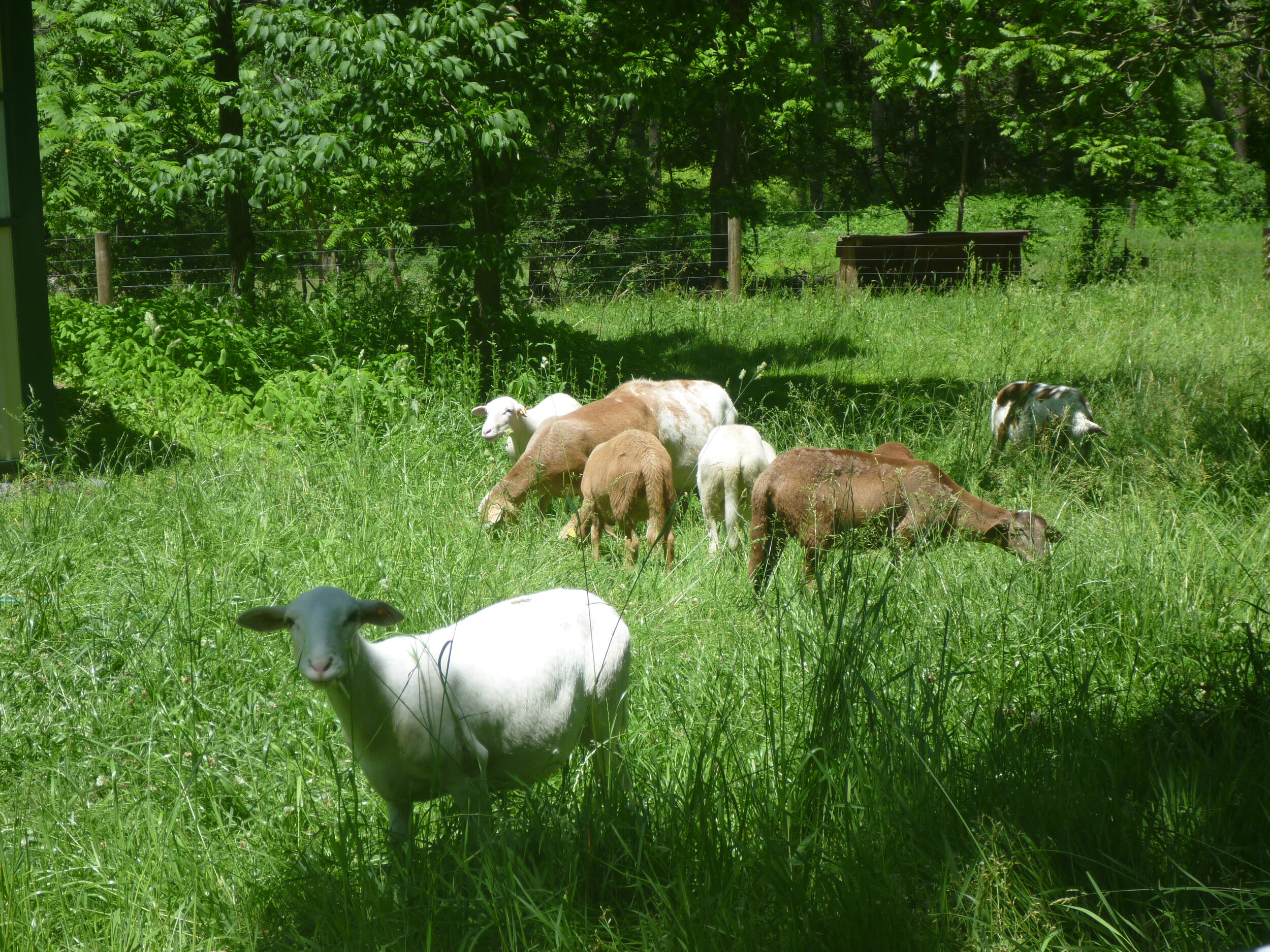 Our Products — Four Fields Farm