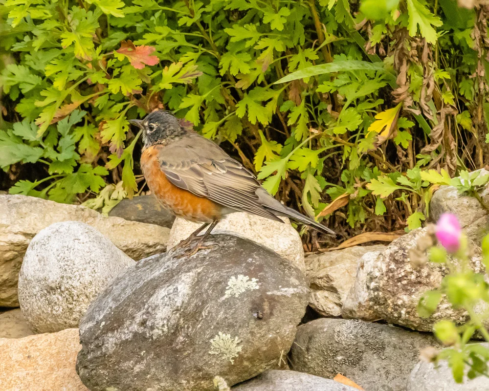 The hazards of birding and the most famous thrush... — Carl Cooley Photo