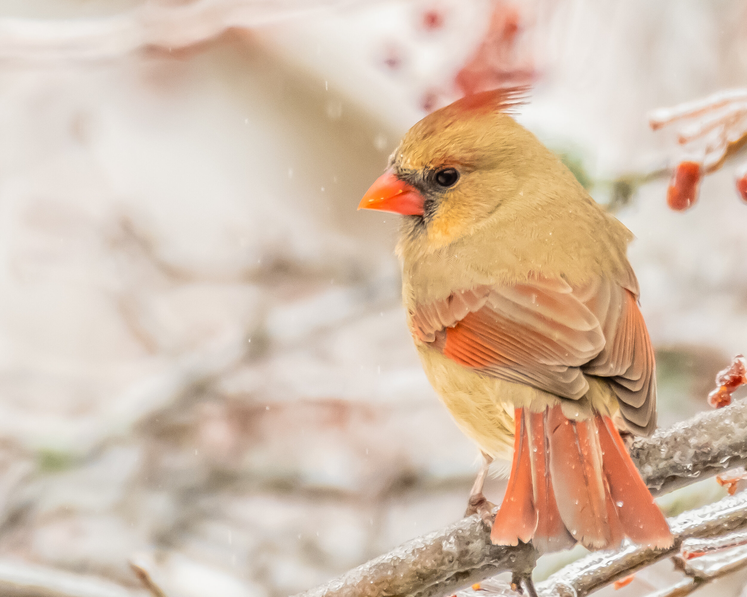 Spring rain——— all things on earth become beautiful - “Haiku” by Fukuda ...
