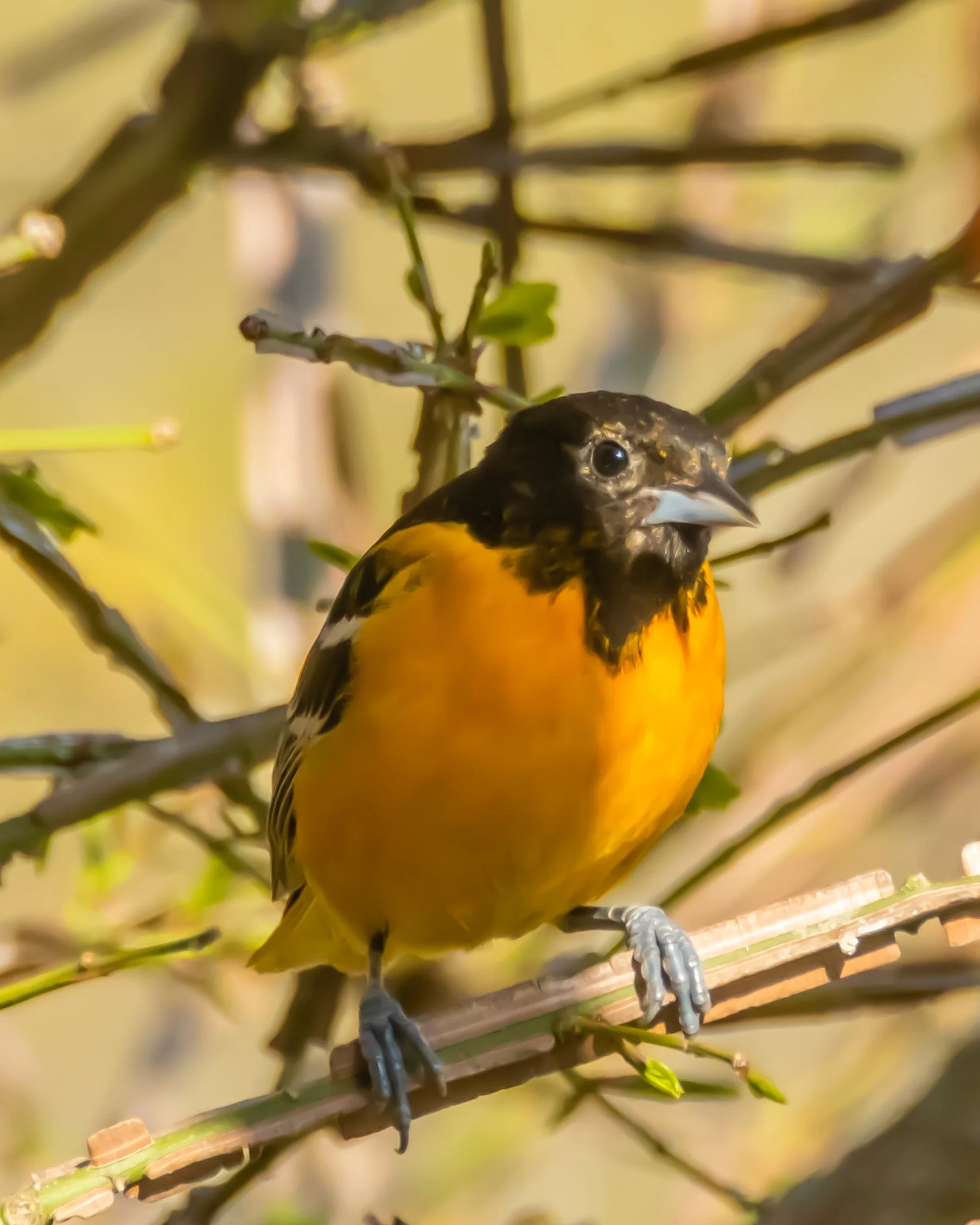 Ode to Hope — Carl Cooley Photo