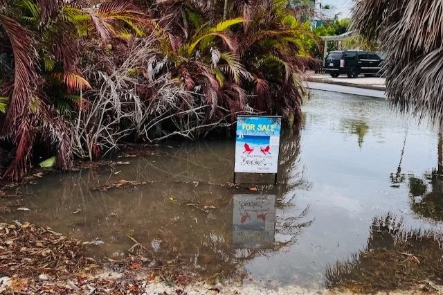One good tern deserves another... — Carl Cooley Photo