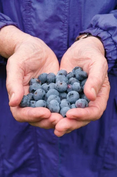 Fresh Blueberries, U-pick & Picked | Cleaarian Berry Farm