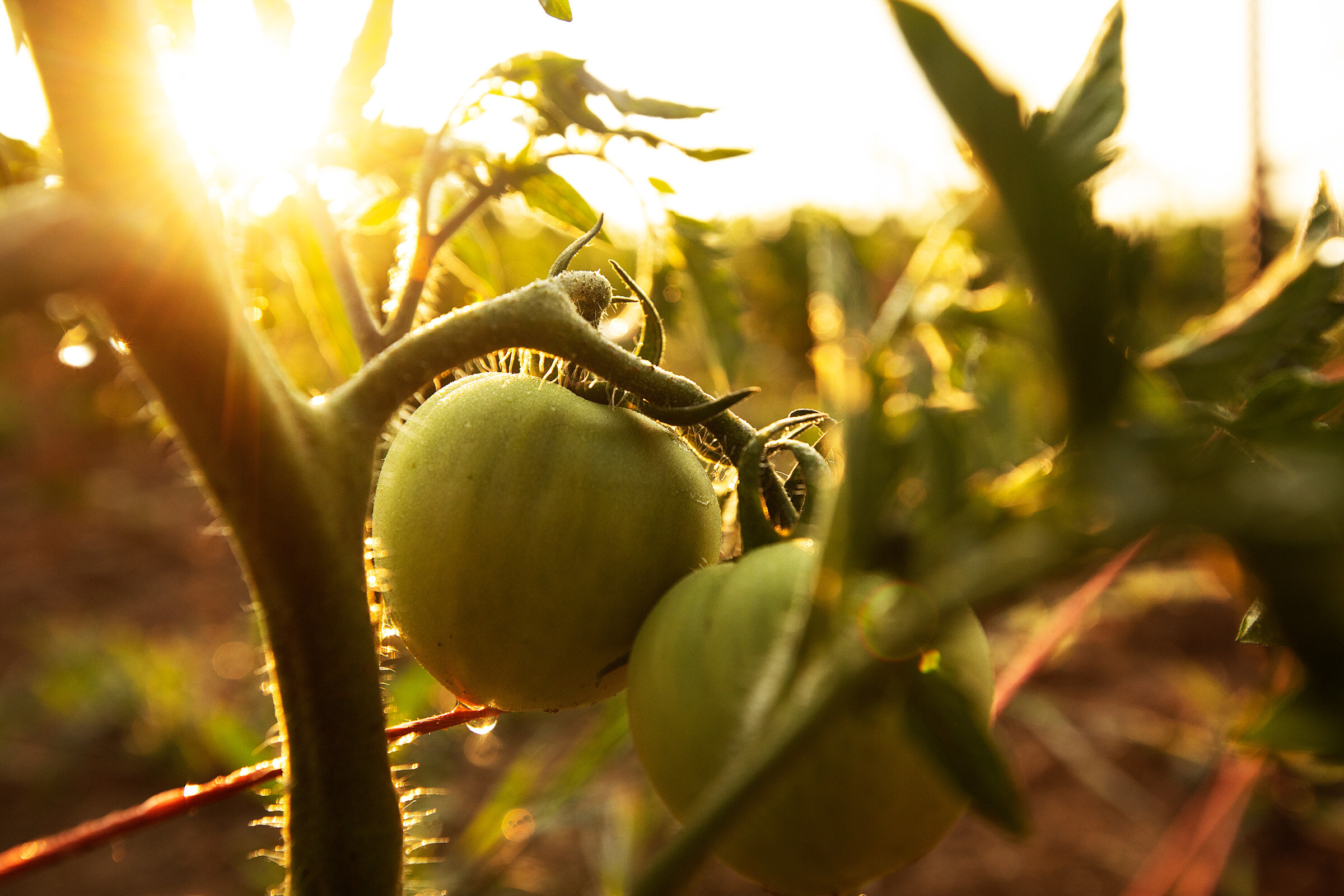 About Us — Pocono Organics