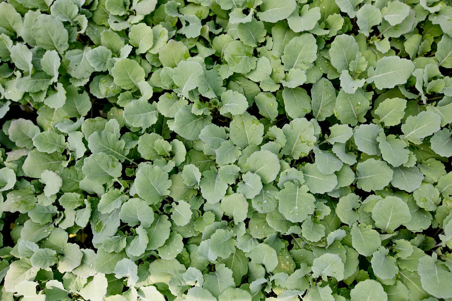 About Us — Pocono Organics