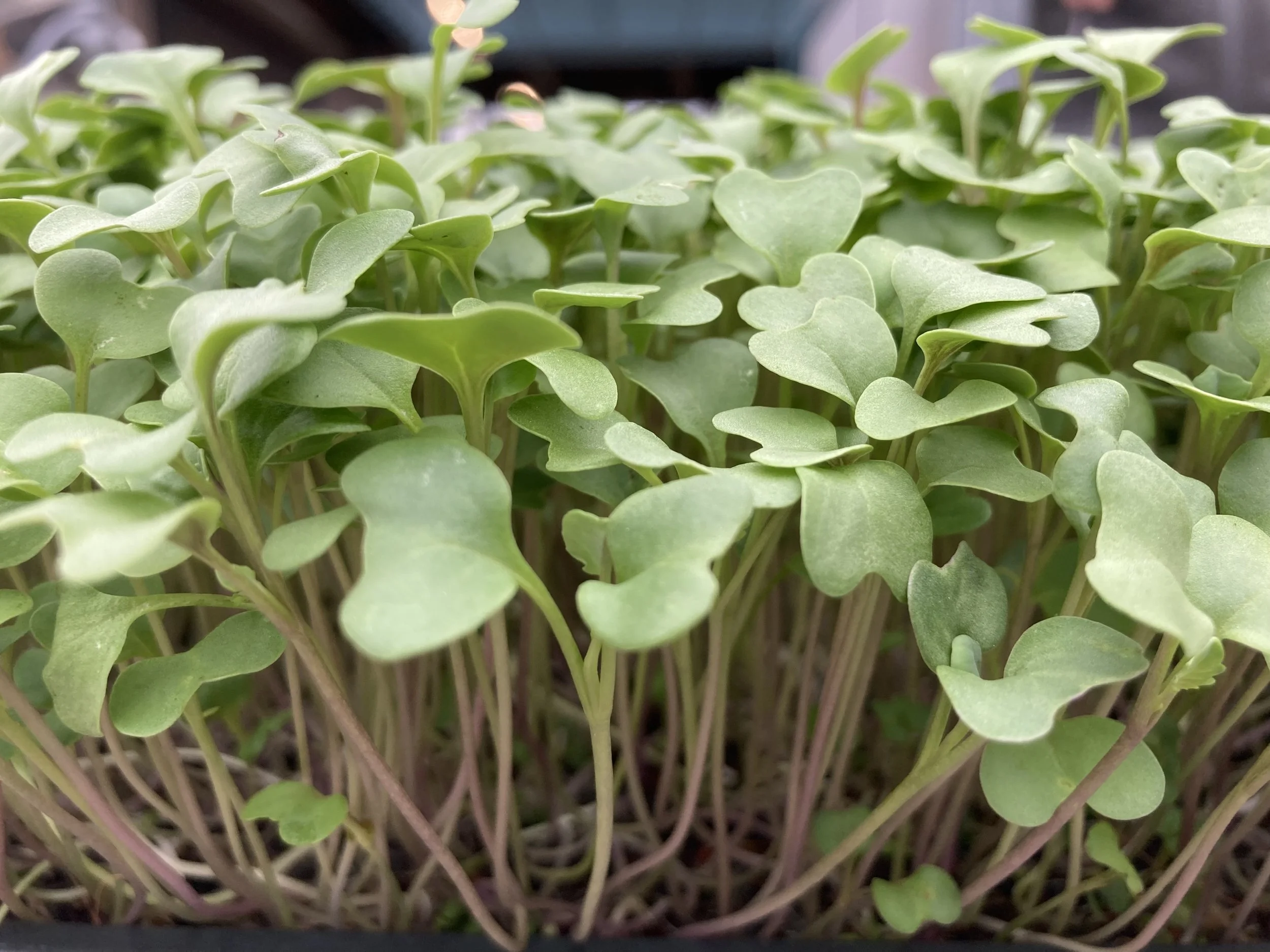 Micro G's Microgreens — Pocono Organics