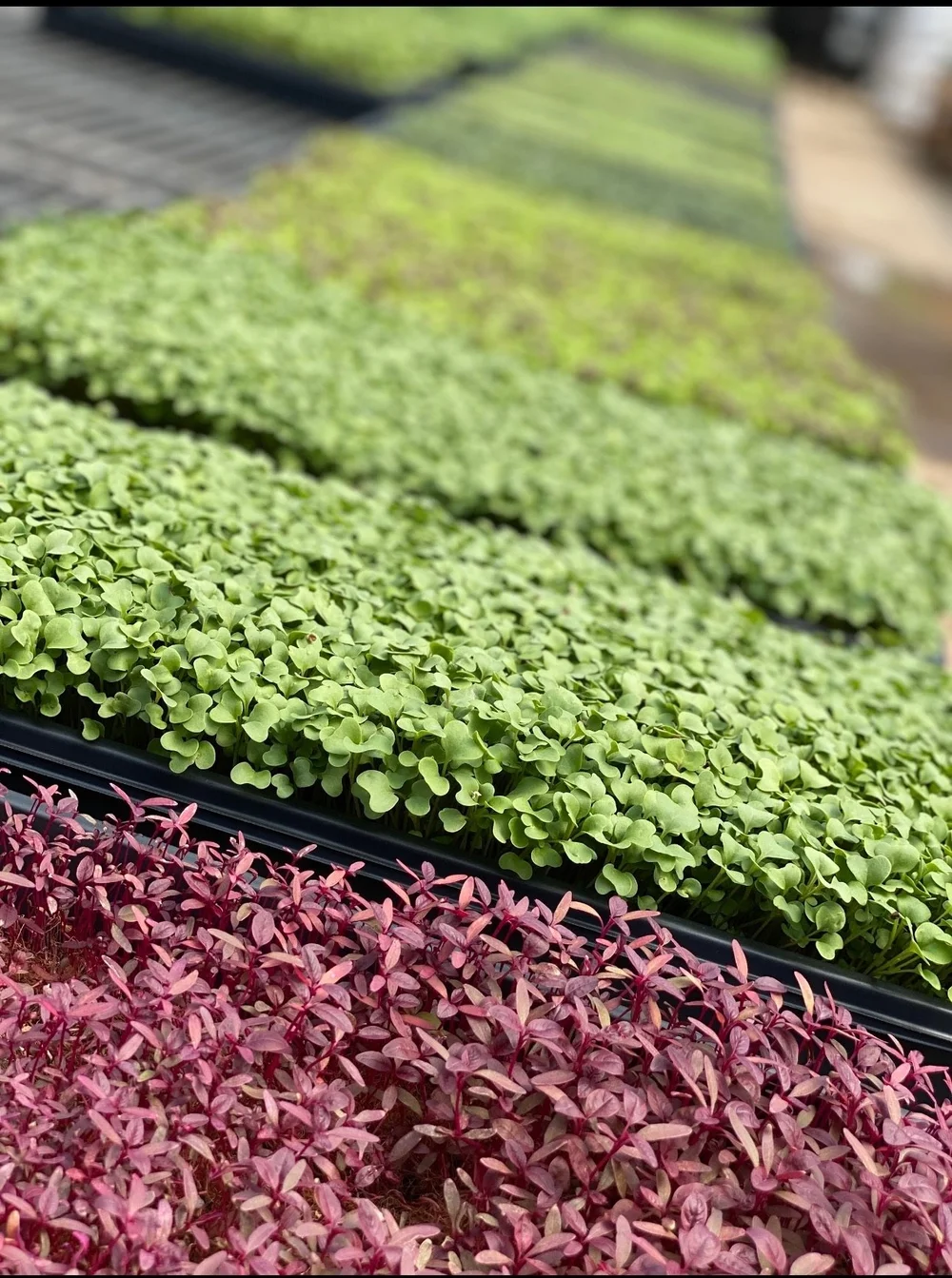 Pocono Organics