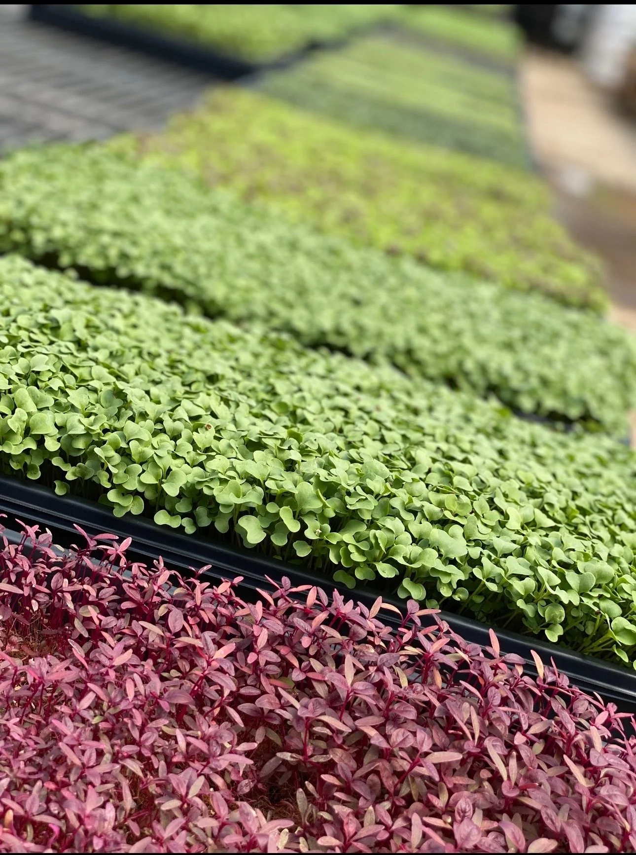 Farm to Home Microgreens Delivery — Pocono Organics