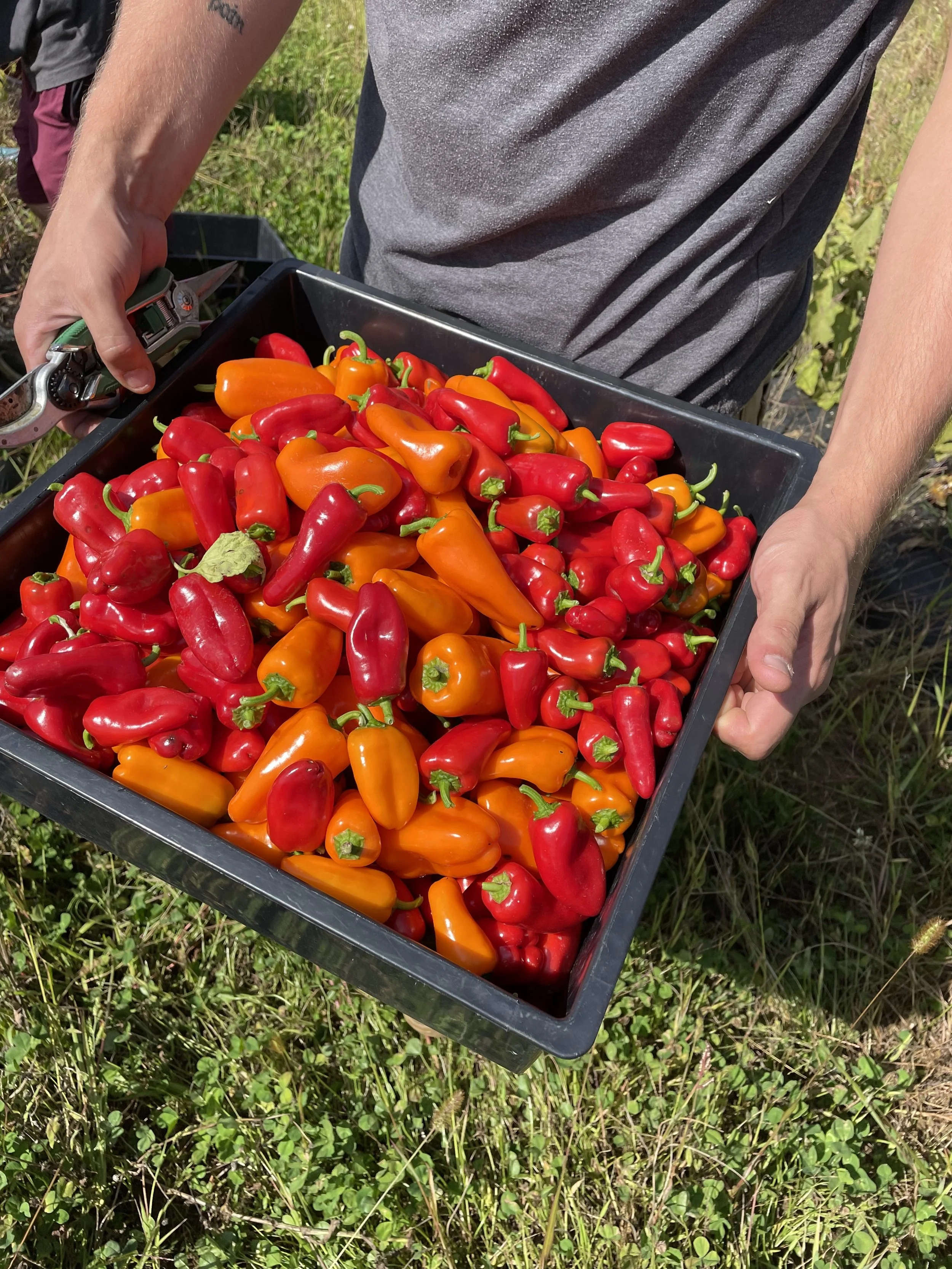 Pocono Organics