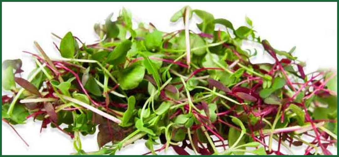 Farm to Home Microgreens Delivery — Pocono Organics